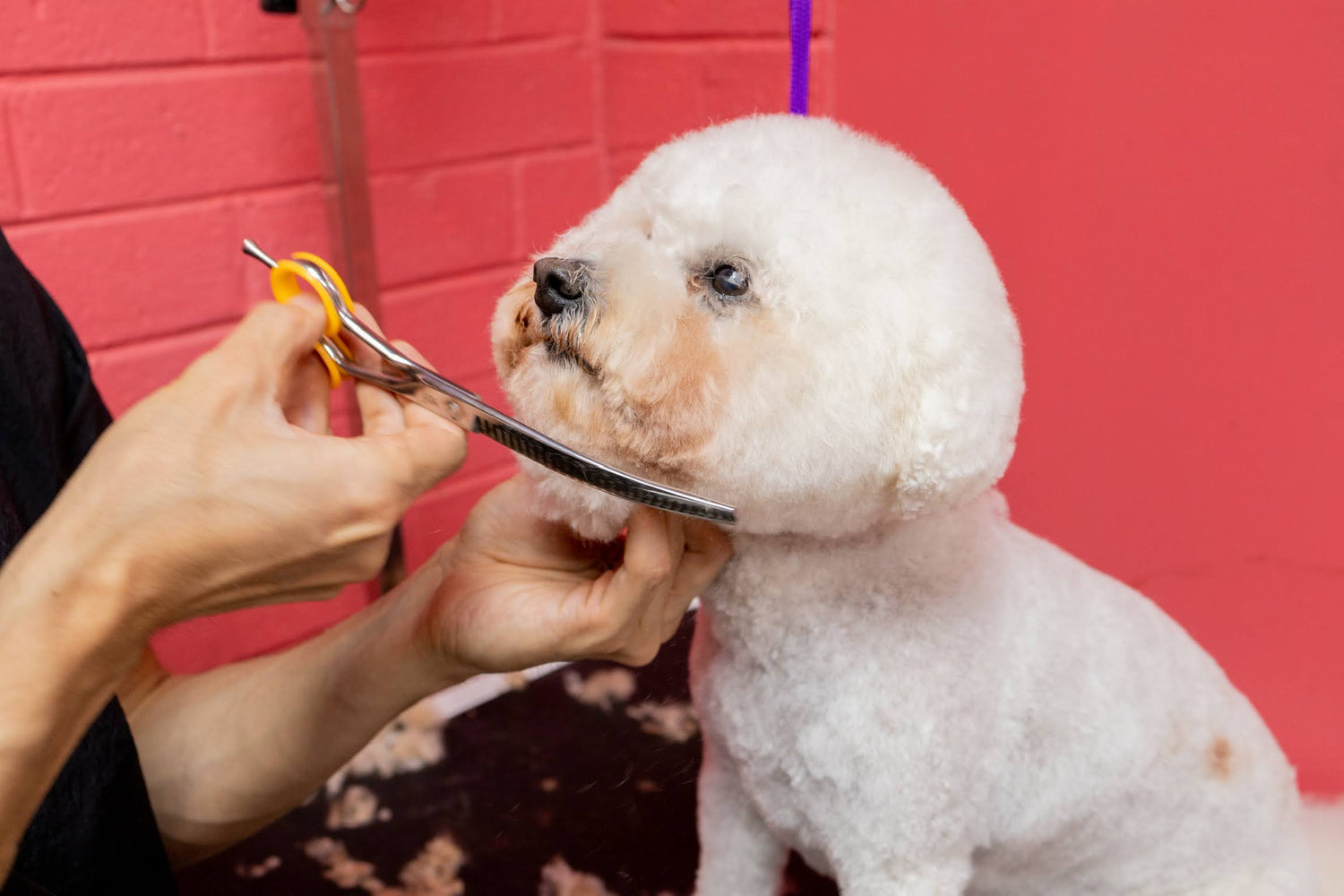 Dog Services Booking | Dogs in Town