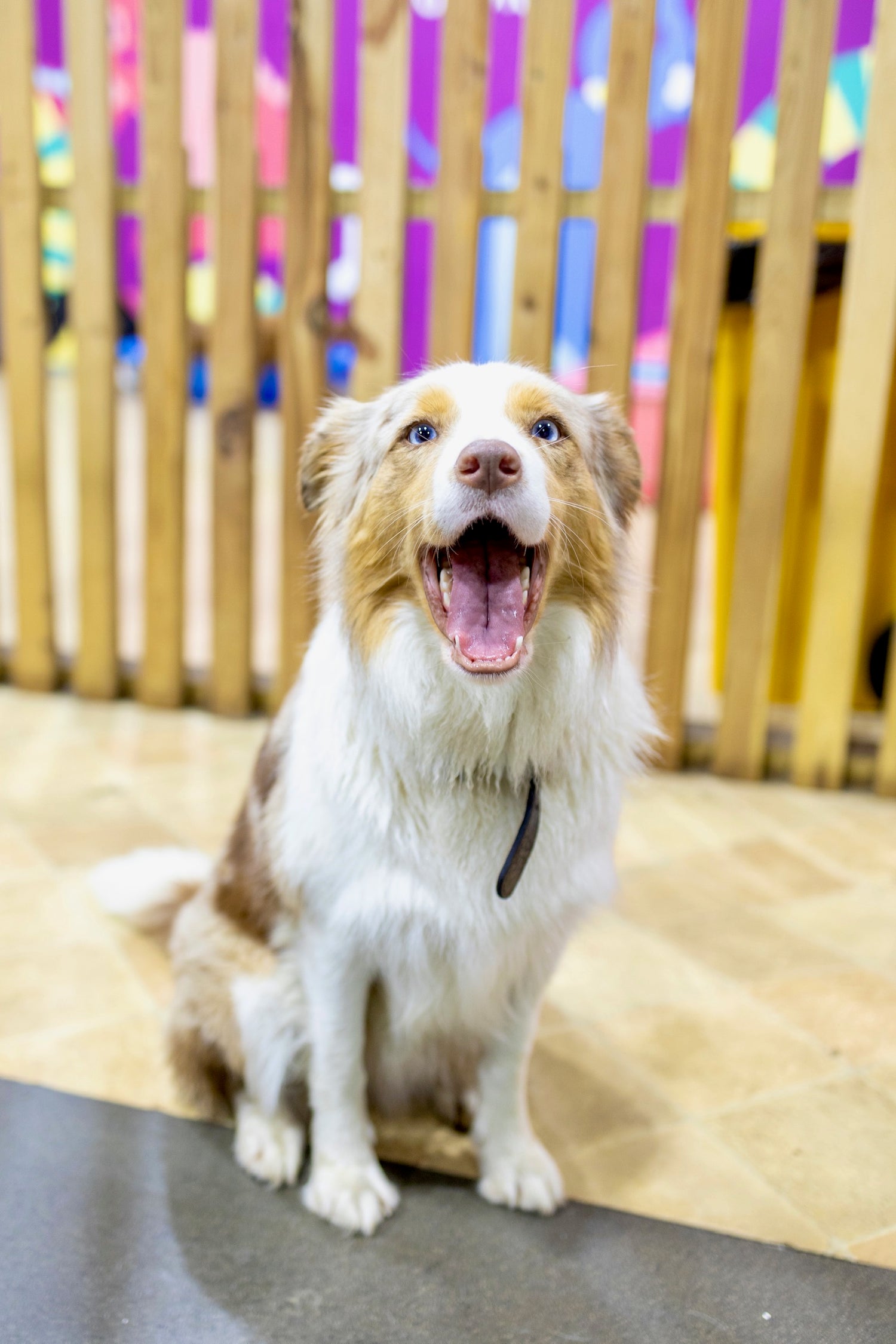 Tidy Up – Dogs in Town