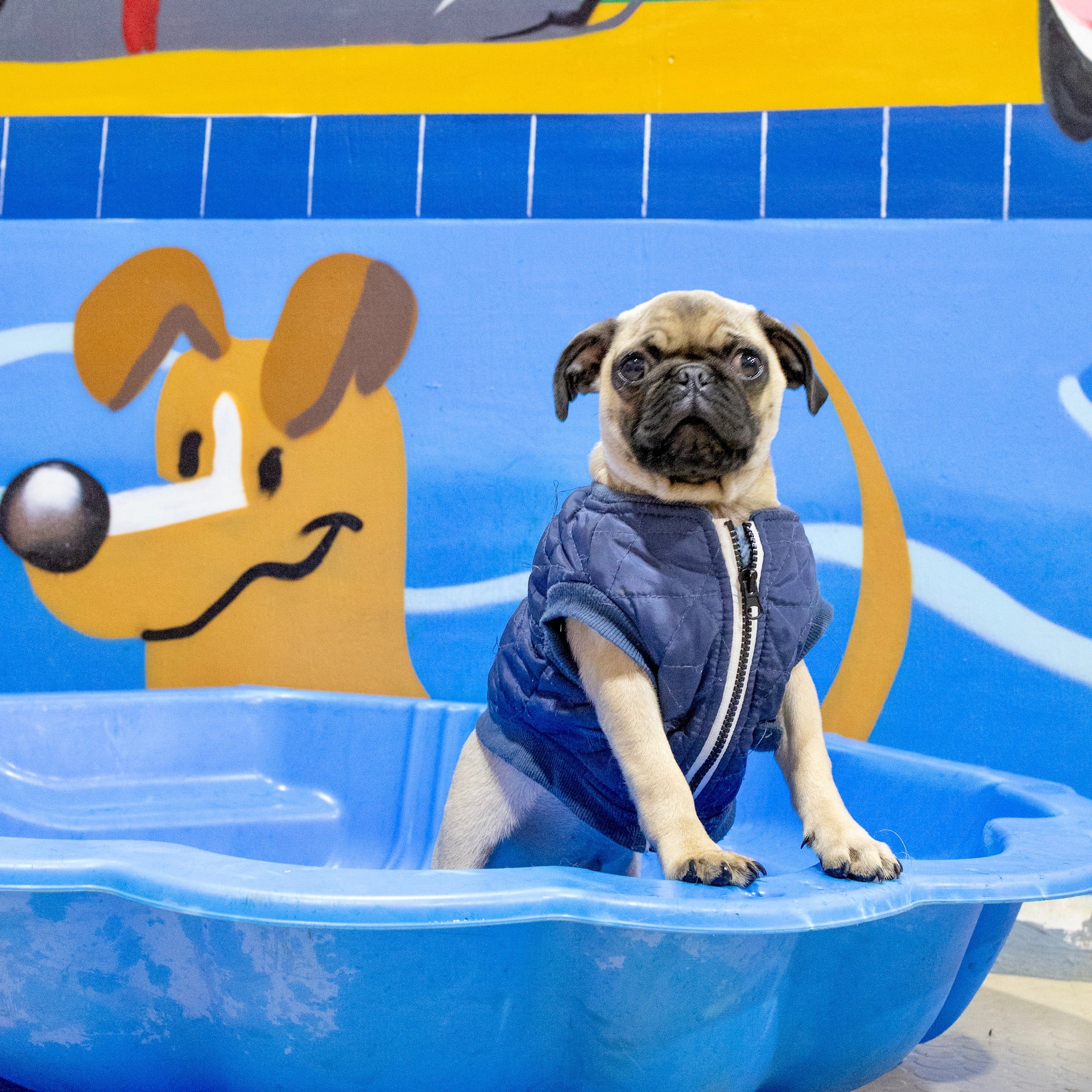 Dog Services Booking | Dogs in Town