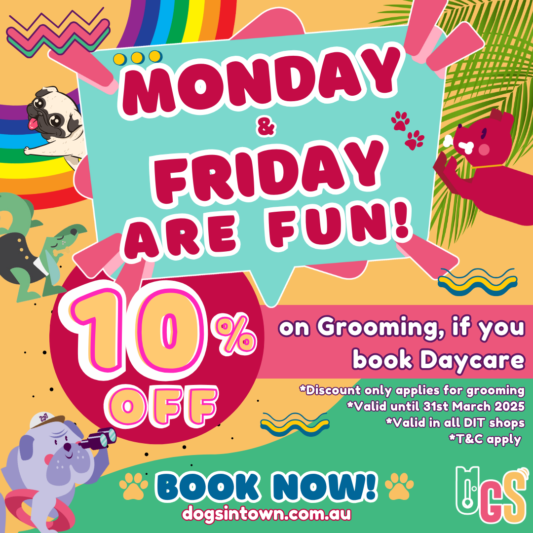 Dog Services, Supplies & Products | Dogs in Town