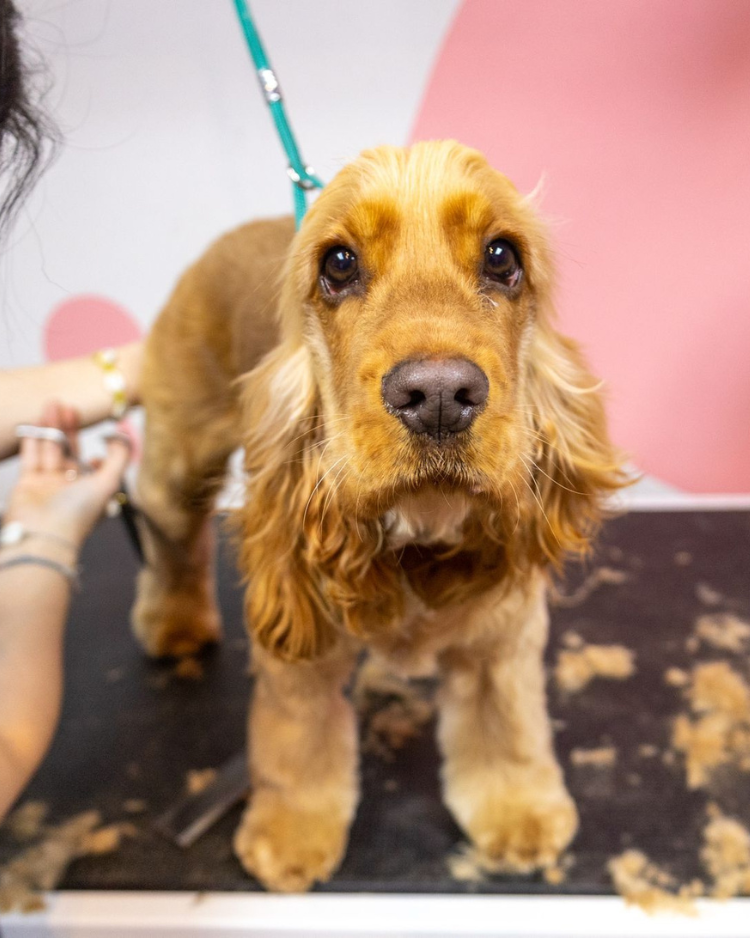 Full Groom – Dogs in Town